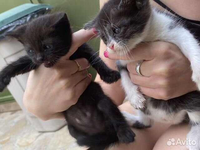 Котята в добрые руки бесплатно