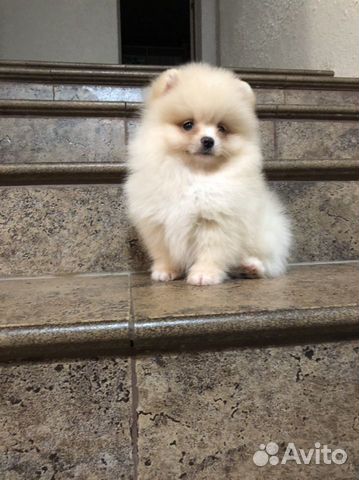 Красавчики