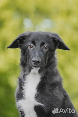 Щенок в добрые руки бесплатно