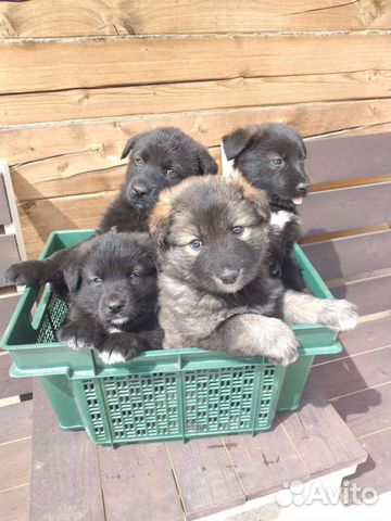 Лайка (помесь)