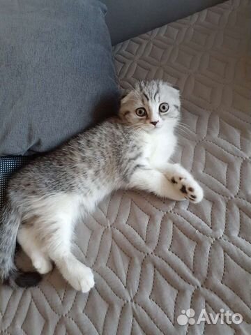 Шотландская вислоухая