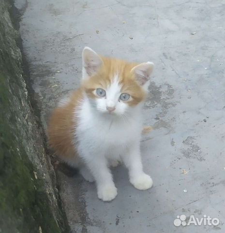 Котенок мальчик
