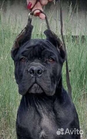 Шикарный чёрный мальчик кане корсо