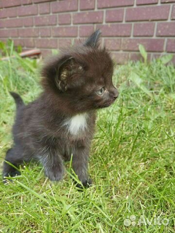 Черный котёнок