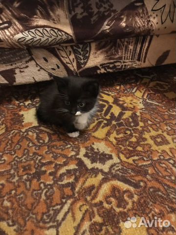 Котята в добрые руки бесплатно