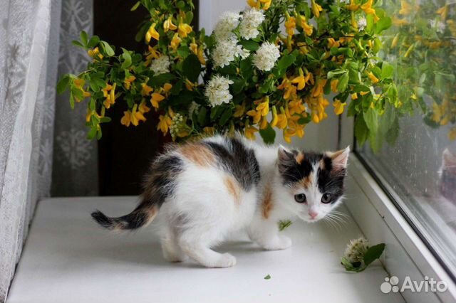 Котенок Шаня