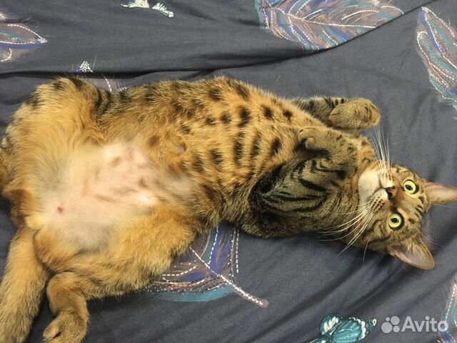 Кошка Эмми, отдается в ответственные руки