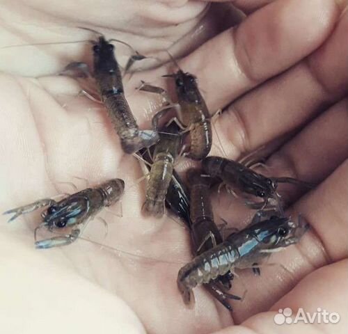 Аккр Австралийский красноклешневый рак малек