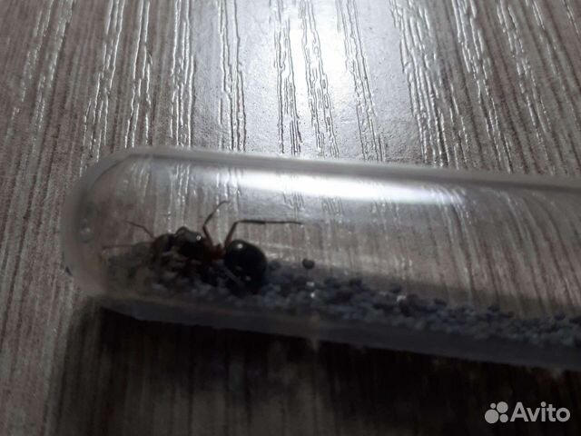 Муравьиная матка Formica Formicinae