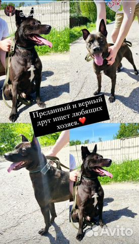 Верный друг ищет любящих хозяев