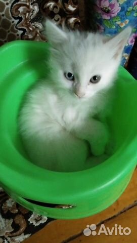 Продам котят