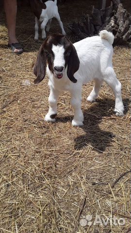 Бурские козлики и козочки