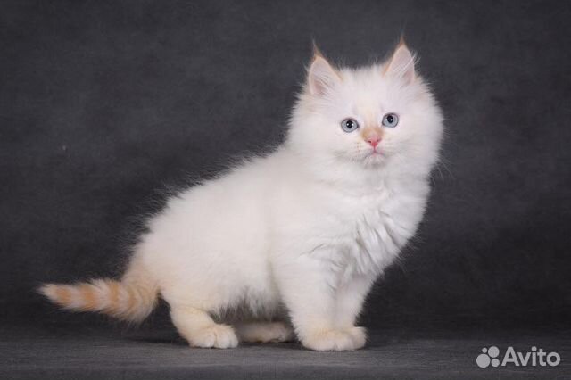 Котенок