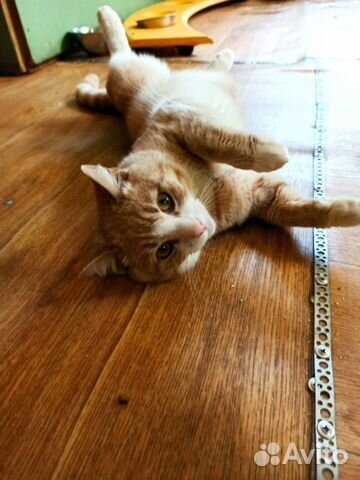 Ласковый рыжий кот Мишаня