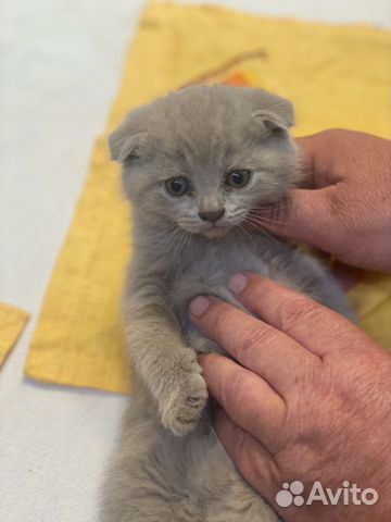 Продаются шотландские вислоухие котятки. Приучены