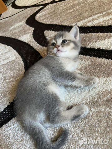 Британская кошка
