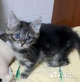 Котенок девочка 2 месяца