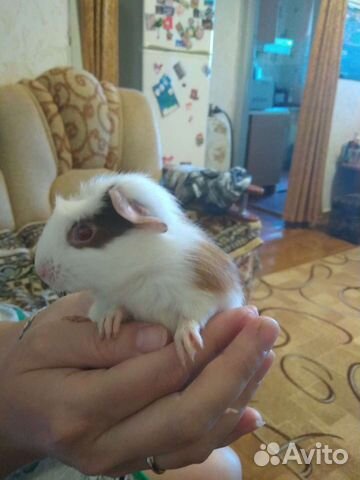 Морская свинка