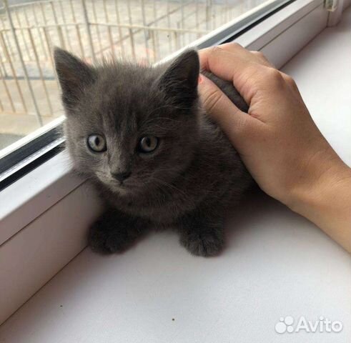Дымчатые котята в добрые руки