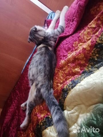 Кошка британка