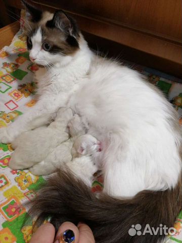 Котята рэгдолл 5 крошек