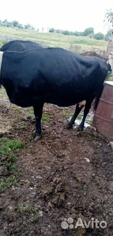 Корова на мясо