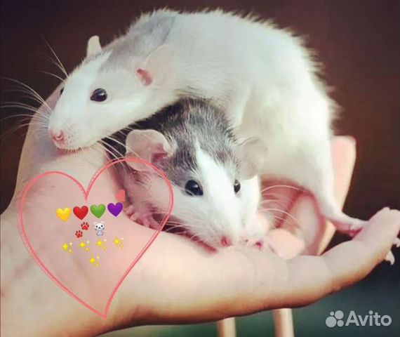 Крыски дамбо, рэксы