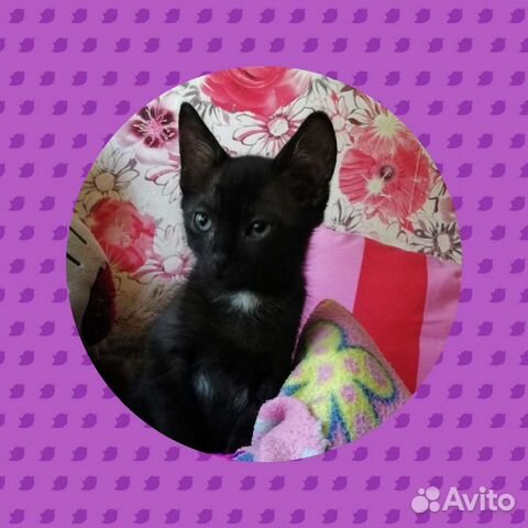 Чёрно-полосатый котёнок-красавчик