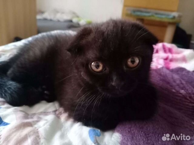 Шотландская