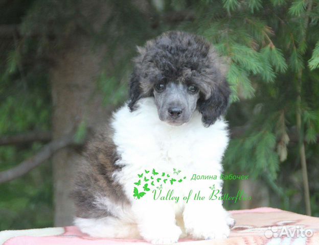 Пудель красавец