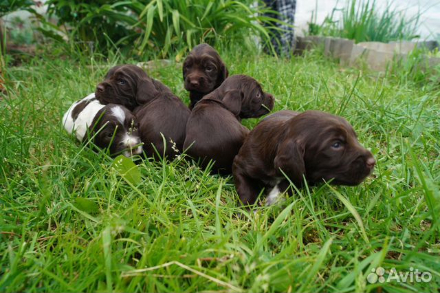 Шоколадные спаниельки