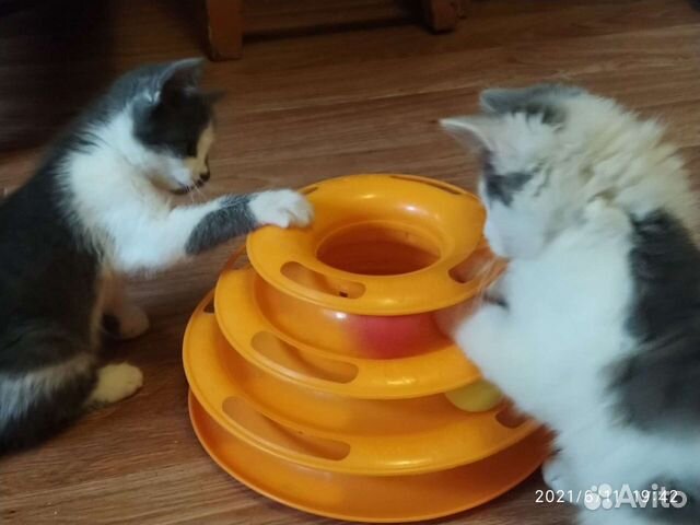 Милые домашние котятки