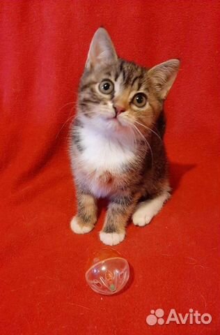 Очаровашка 1.5 мес