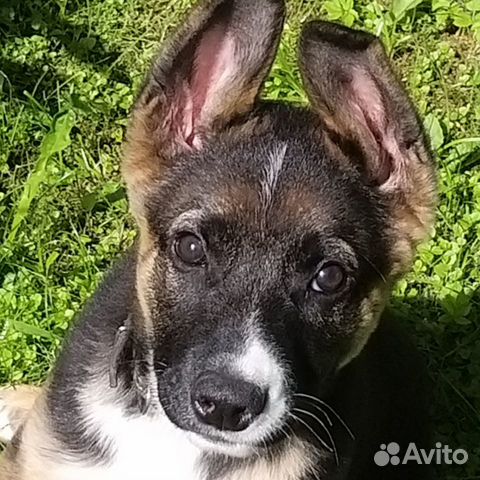 Очаровательный малыш Рэй в поисках дома