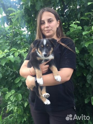 Щенок в добрые руки