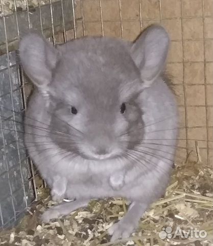 Шиншилленок,фиоэбони на, мальчик,2мес