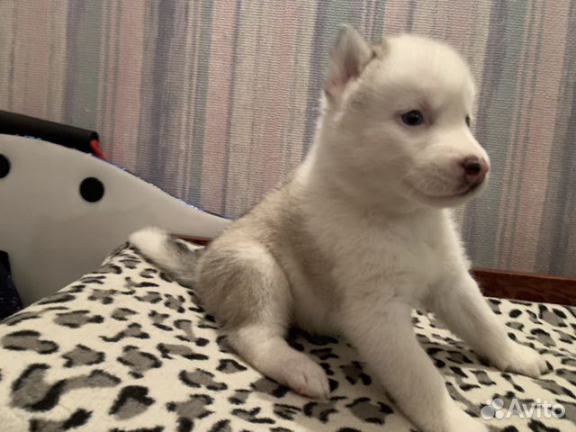 Щенки Хаски