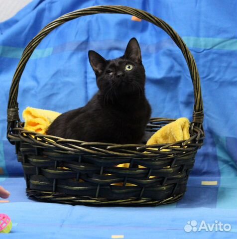 Котята ищут дом. Пушкин, Санкт-Петербург