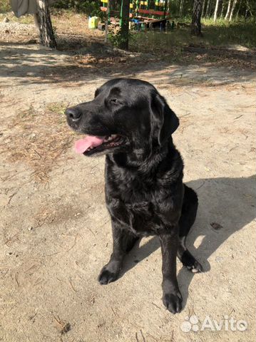 Найдена собака лабрадор