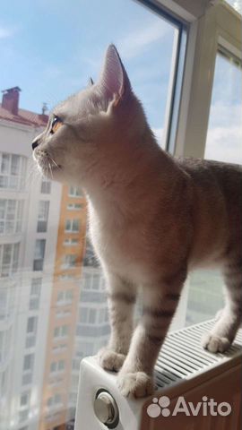 Шотландский котенок