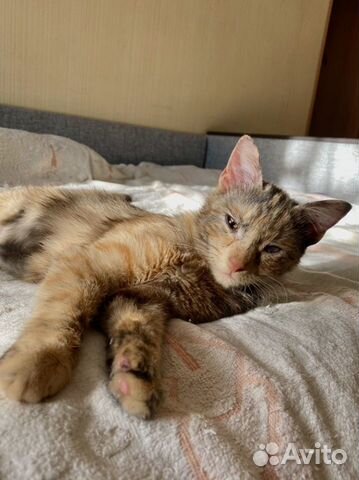 Кошка