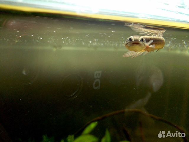 Полиптерус синегальский