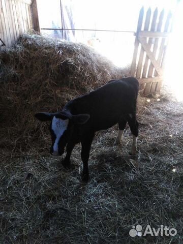 Телочка, рождена 3 апреля