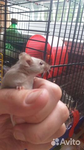 Сатиновая мышь