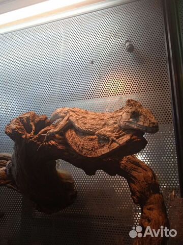 Хамелеолис