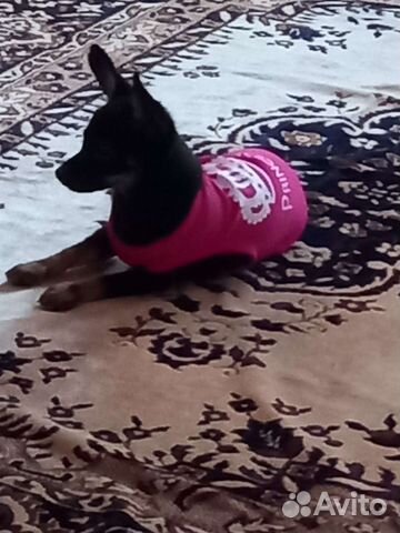 Мини той-терьер щенок продажа