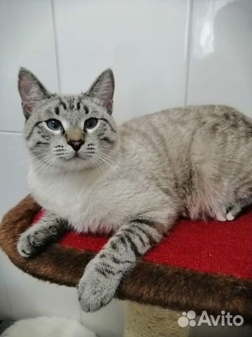 Котик Пряник