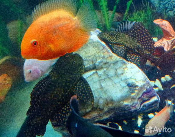 Живая рыба