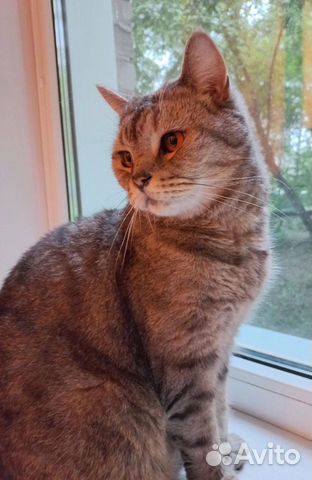 Кот по имени Красавчик ищет хозяина. В хорошие рук