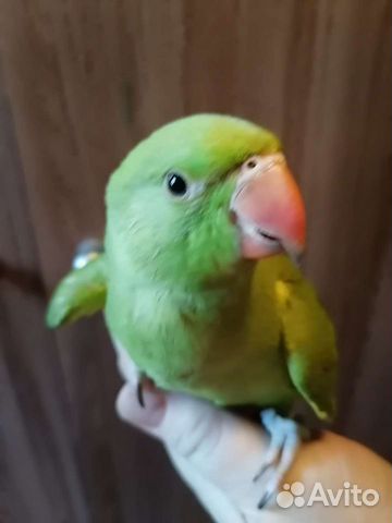 Ожереловые попугаи - ручные птенцы 2 месяца